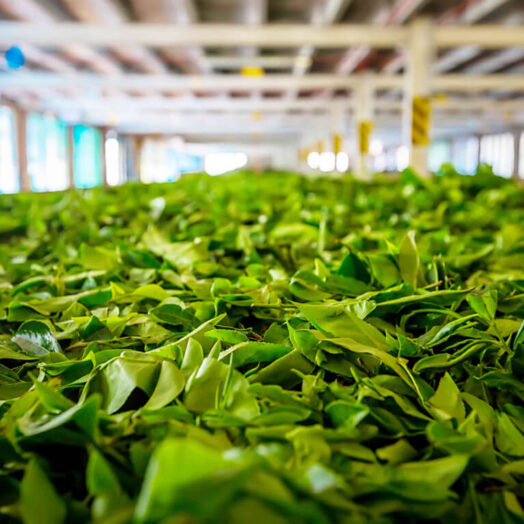 Kahwa Tea: A Journey to Kashmir in Every Sip - Brahmanitea