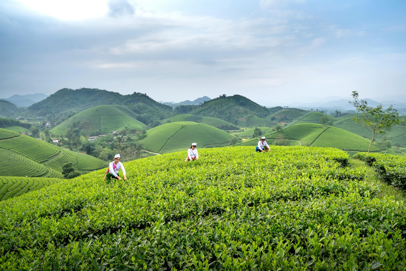 About us - Brahmanitea